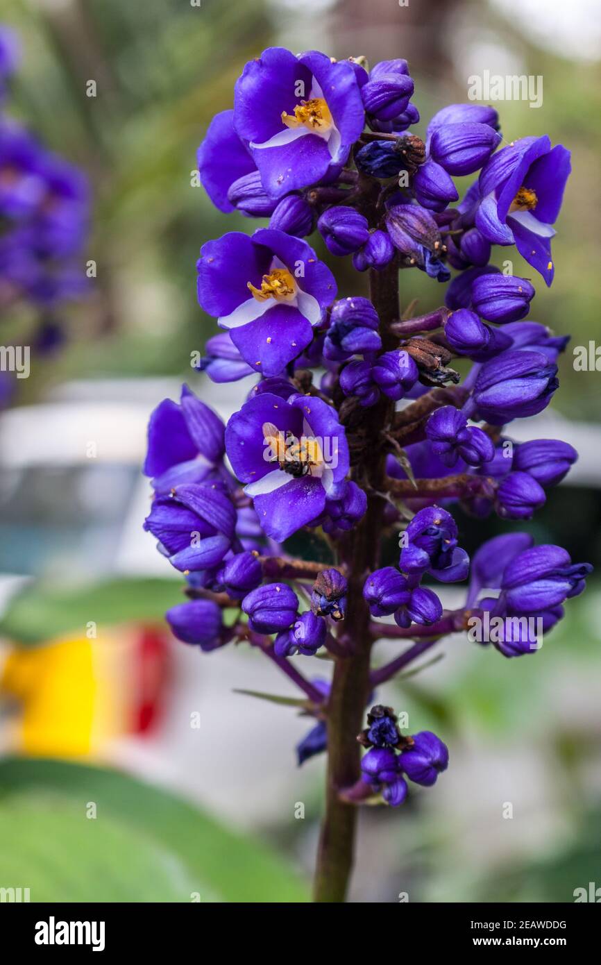 Blue ginger Dichorisandra thyrsiflora wild flower Stock Photo - Alamy
