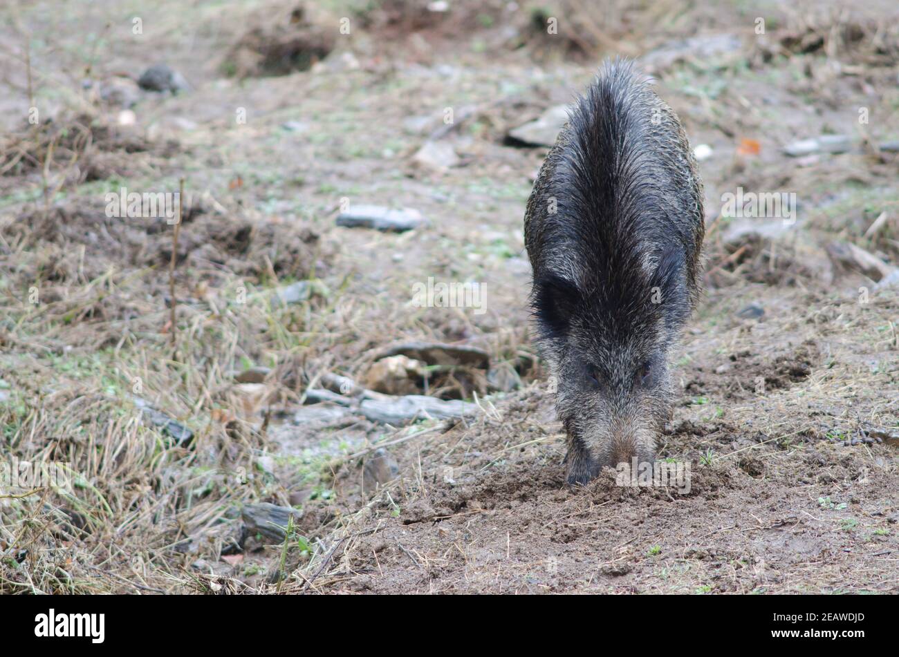 Wild boar rooting in the earth Stock Photo - Alamy