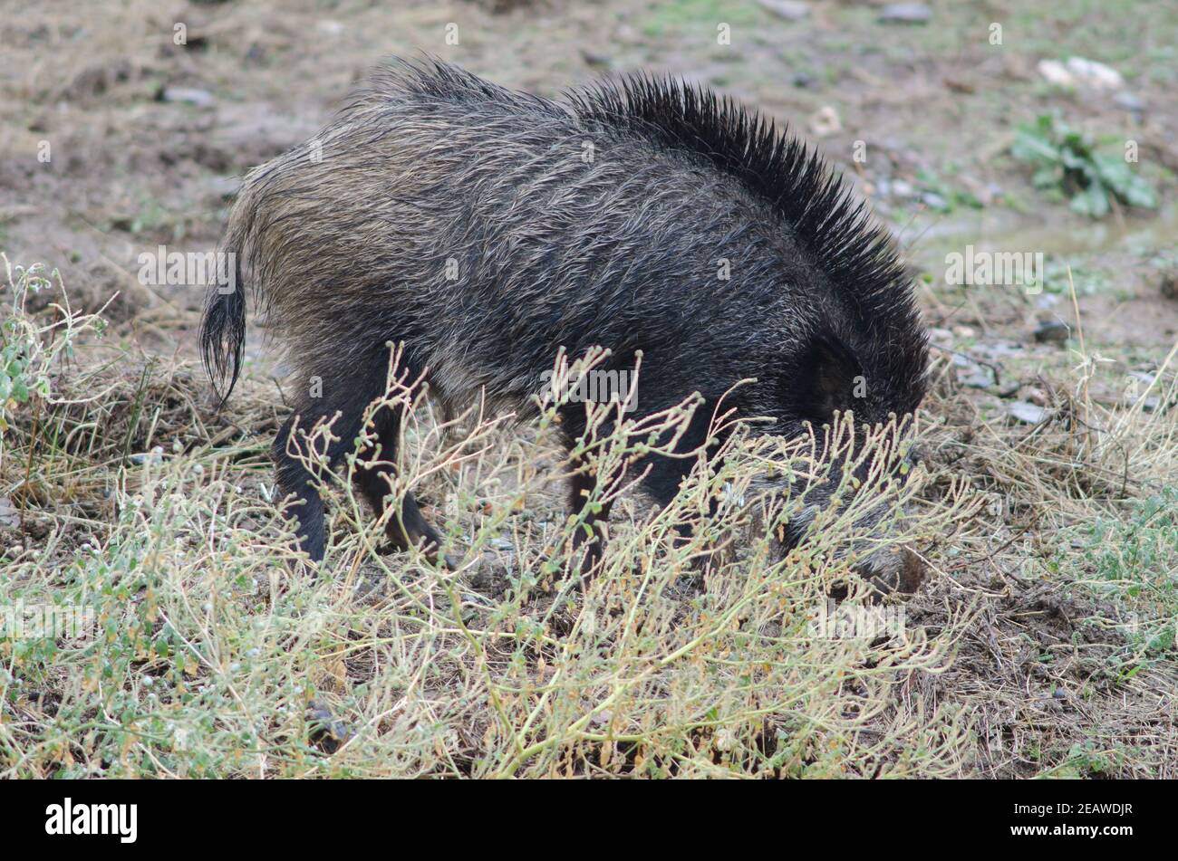 Wild boar rooting in the earth Stock Photo - Alamy