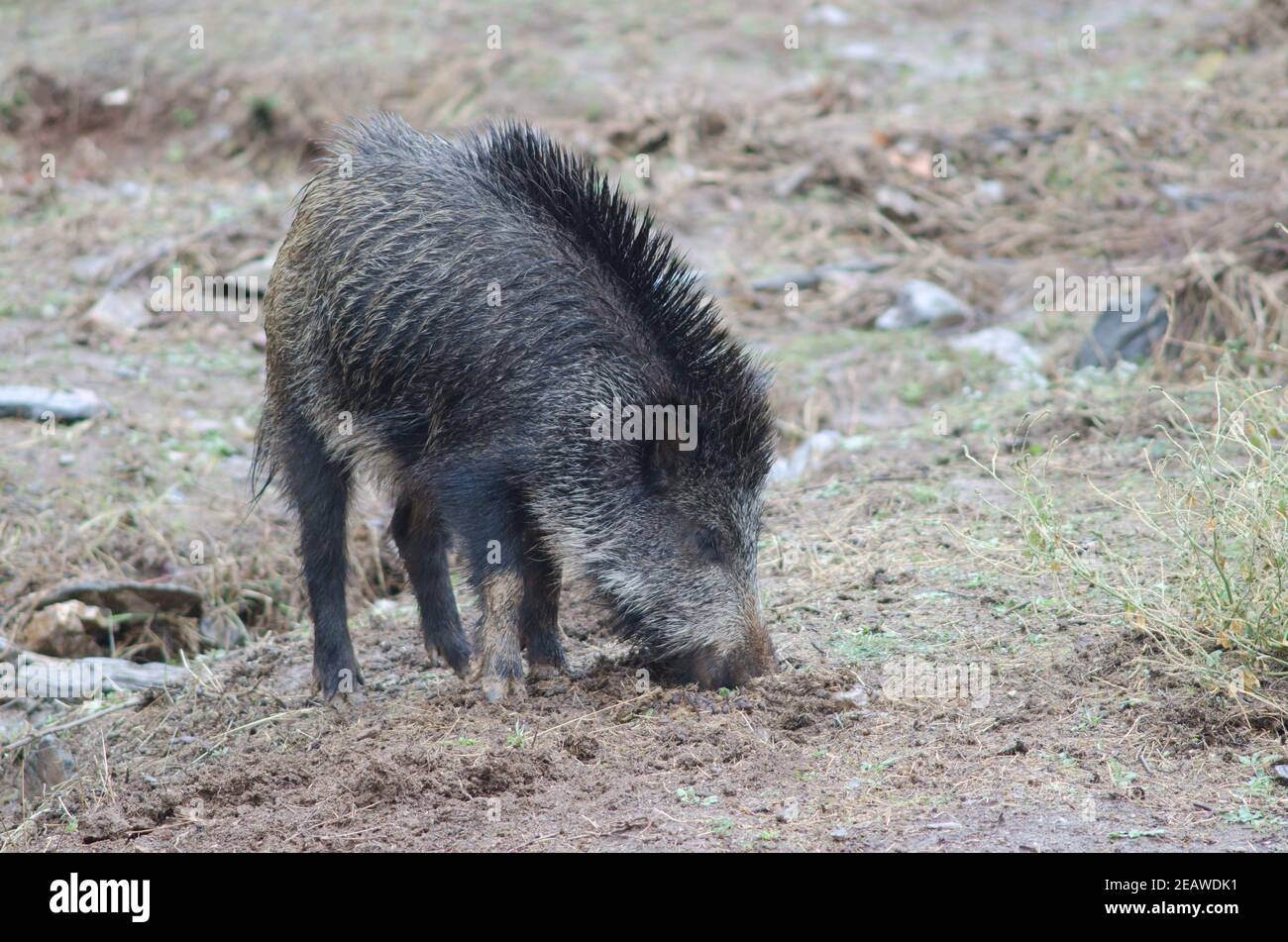 Rooting for spain hi-res stock photography and images - Alamy