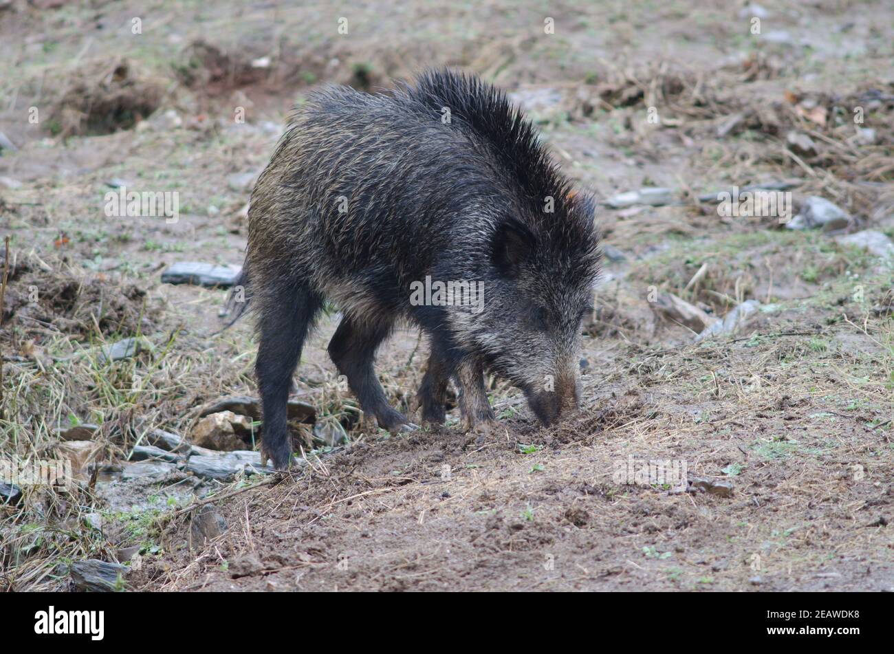 Wild boar rooting in the earth Stock Photo - Alamy
