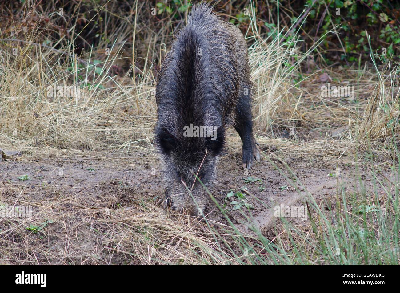 Animal rooting hi-res stock photography and images - Alamy