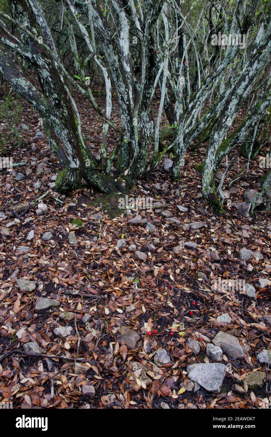 Forest of strawberry tree Stock Photo - Alamy
