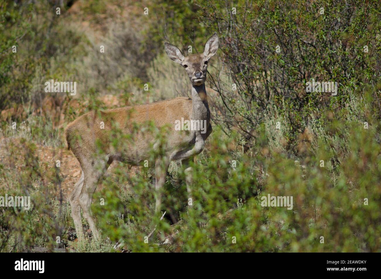 Spanish red deer Stock Photo - Alamy