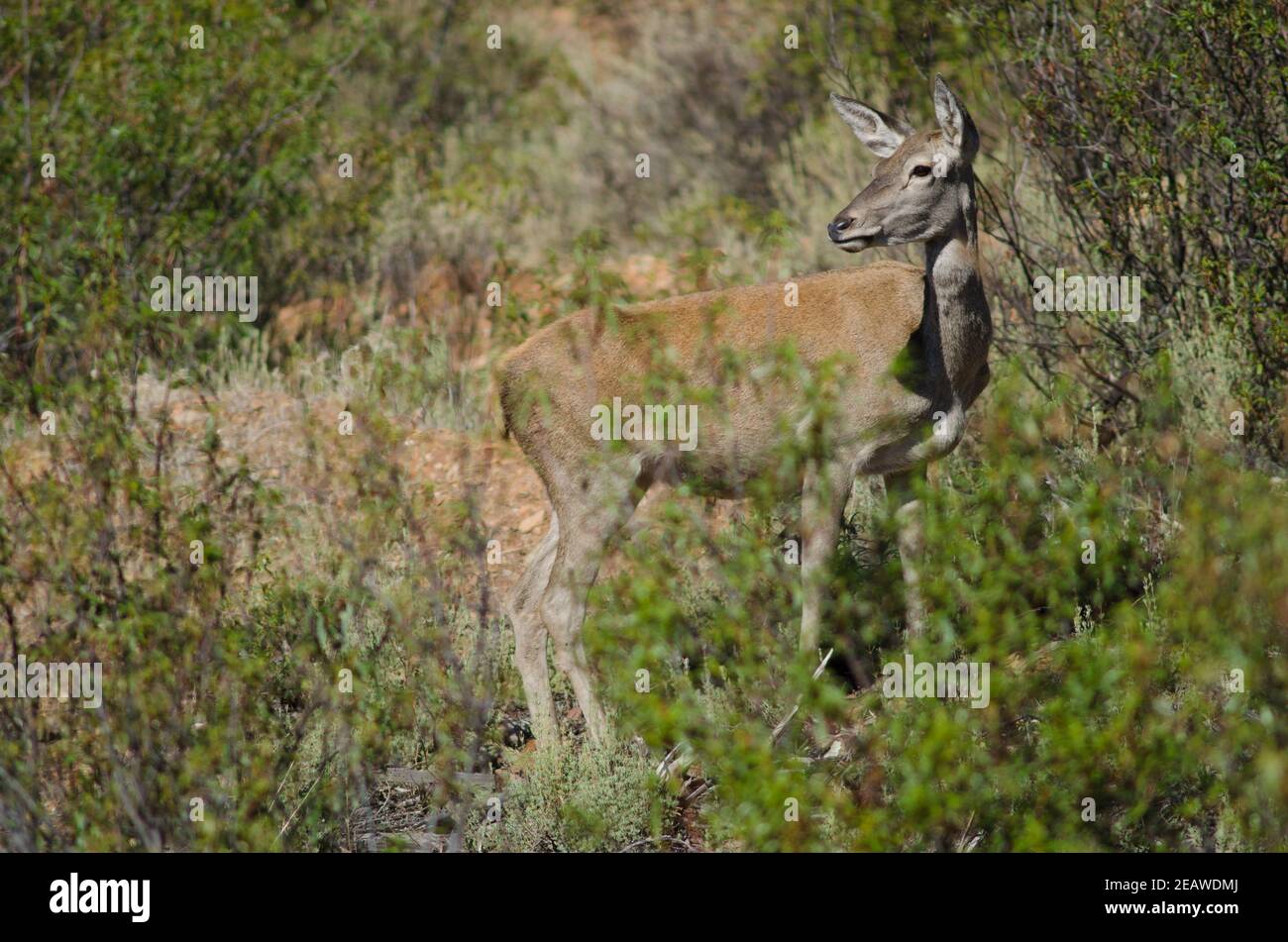 Spanish red deer Stock Photo - Alamy