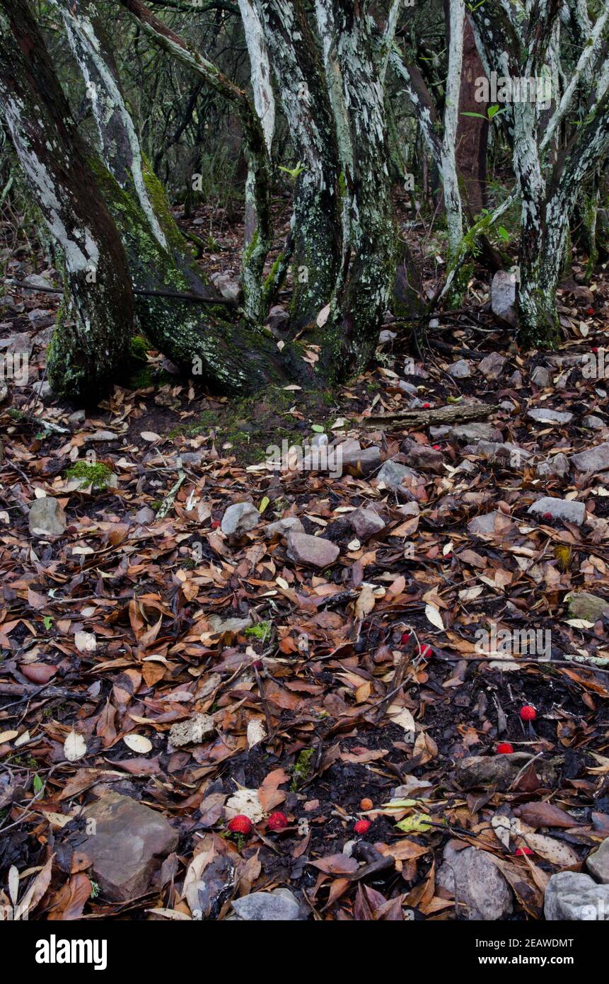 Forest of strawberry tree Stock Photo - Alamy