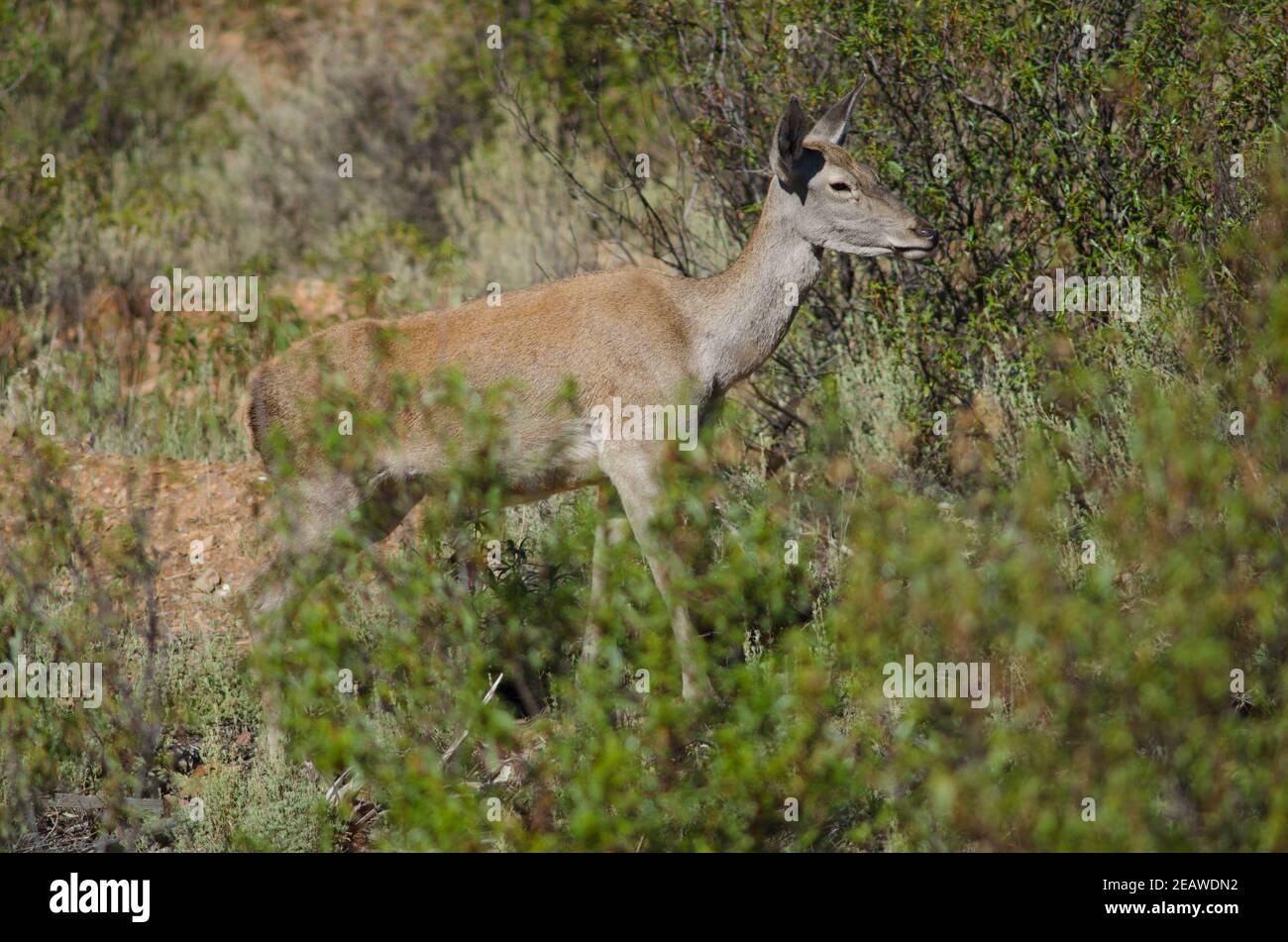 Spanish red deer Stock Photo - Alamy