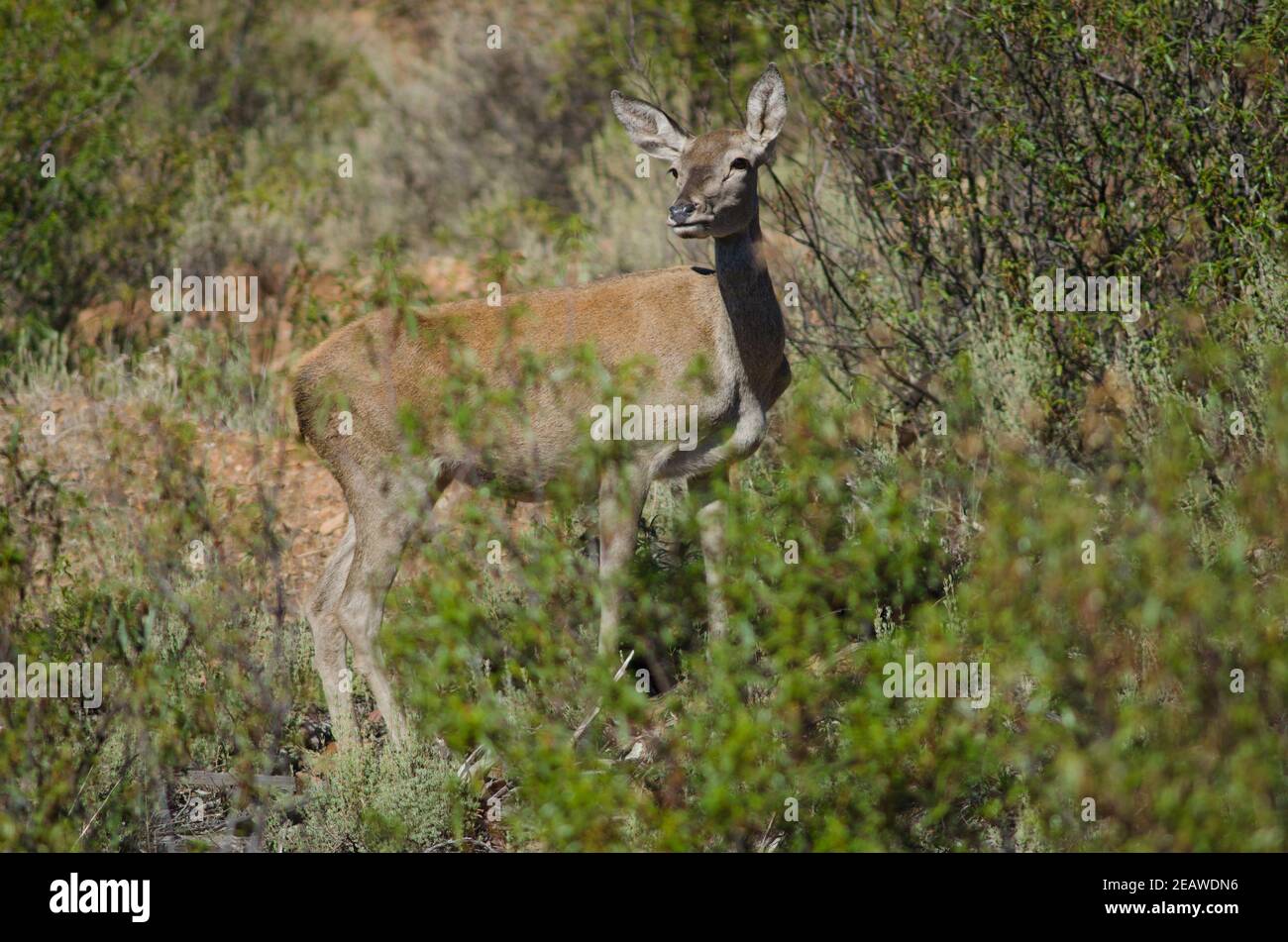 Spanish red deer Stock Photo - Alamy