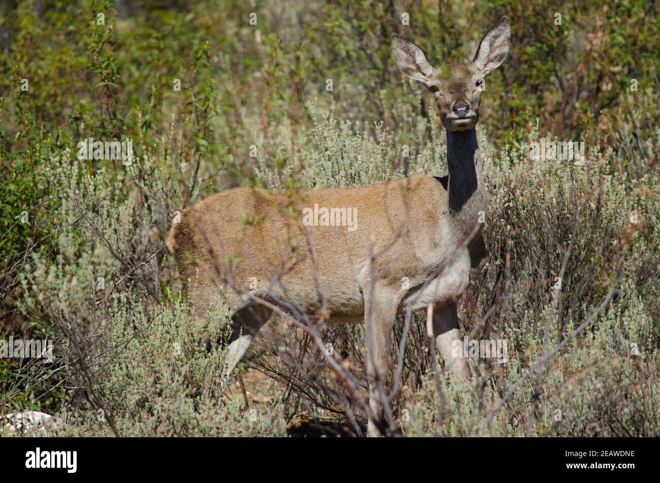 Spanish red deer Stock Photo - Alamy