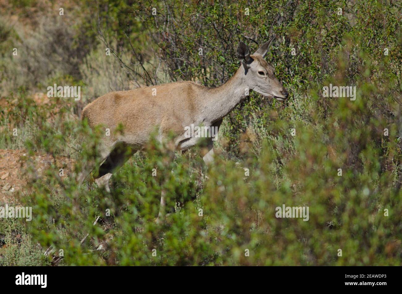 Spanish red deer Stock Photo - Alamy
