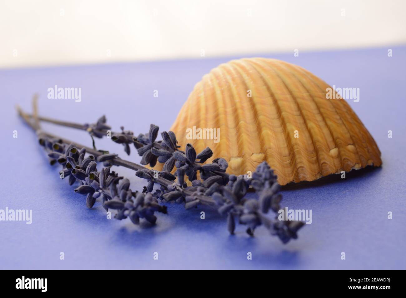 Seashell And Lavender Stock Photo - Alamy
