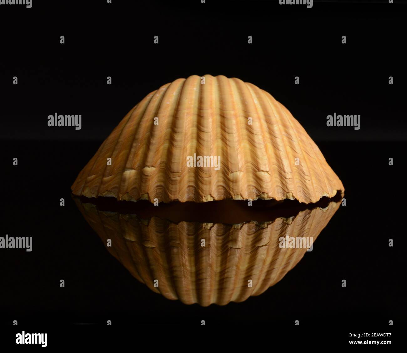 Seashell Still Life Stock Photo - Alamy
