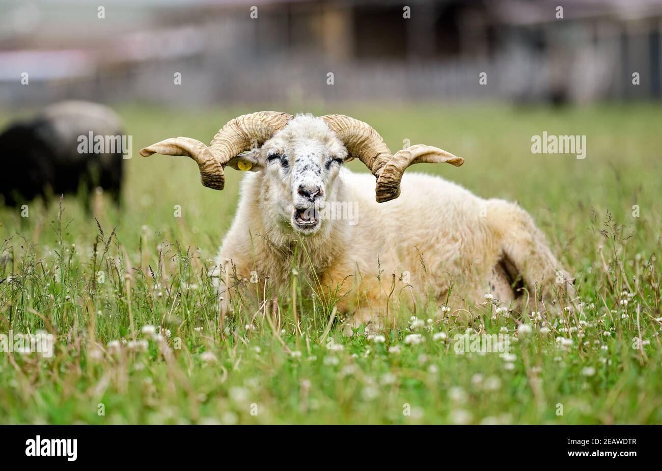 Sheep horns hi-res stock photography and images - Alamy