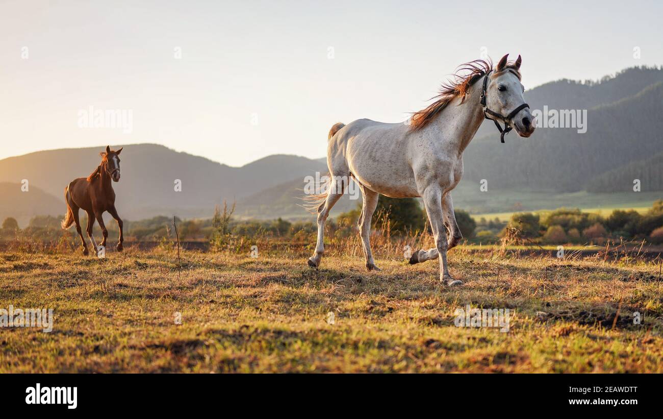 White Arabian Horse Wallpaper