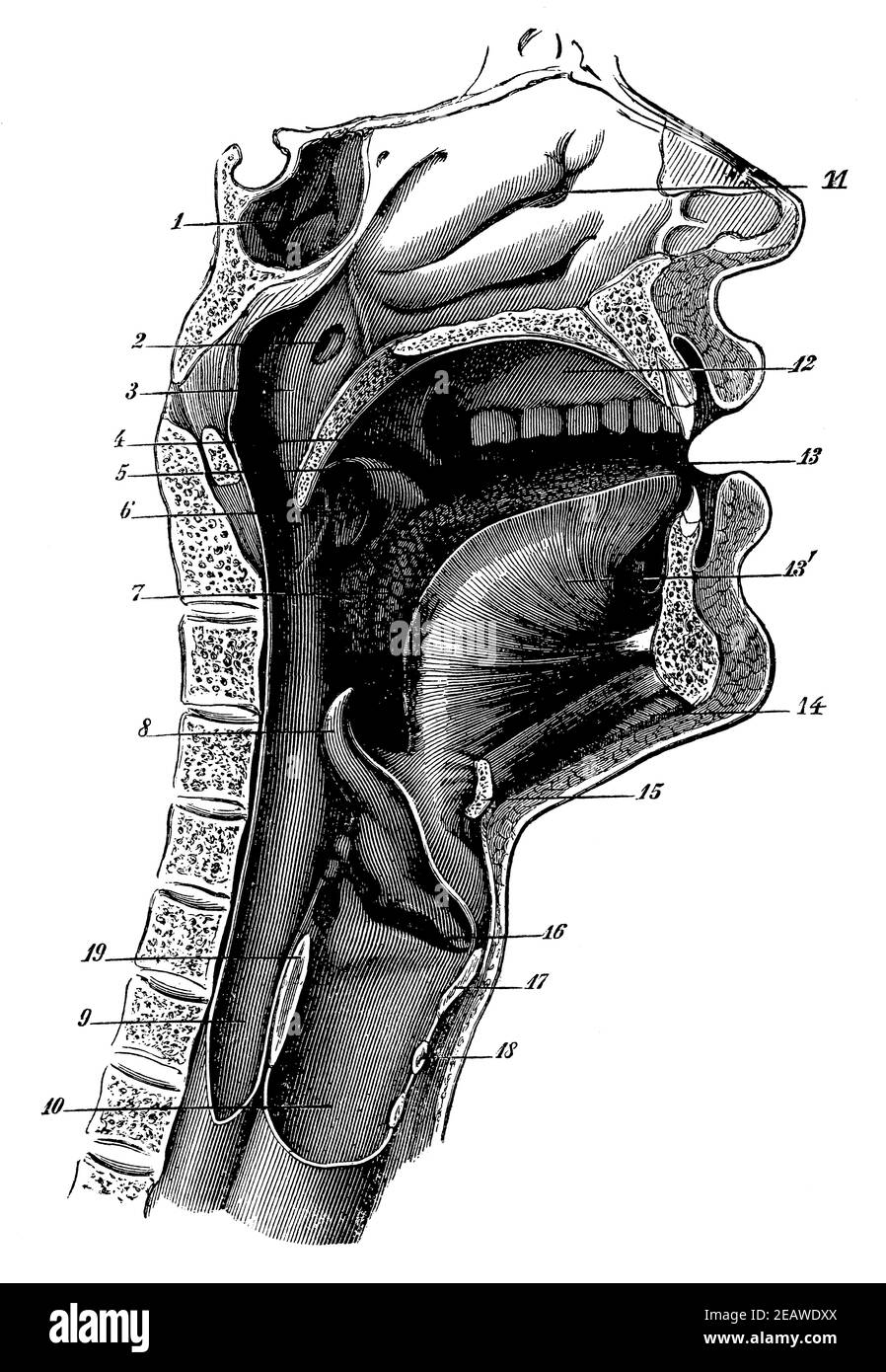 Cross section throat hi-res stock photography and images - Alamy
