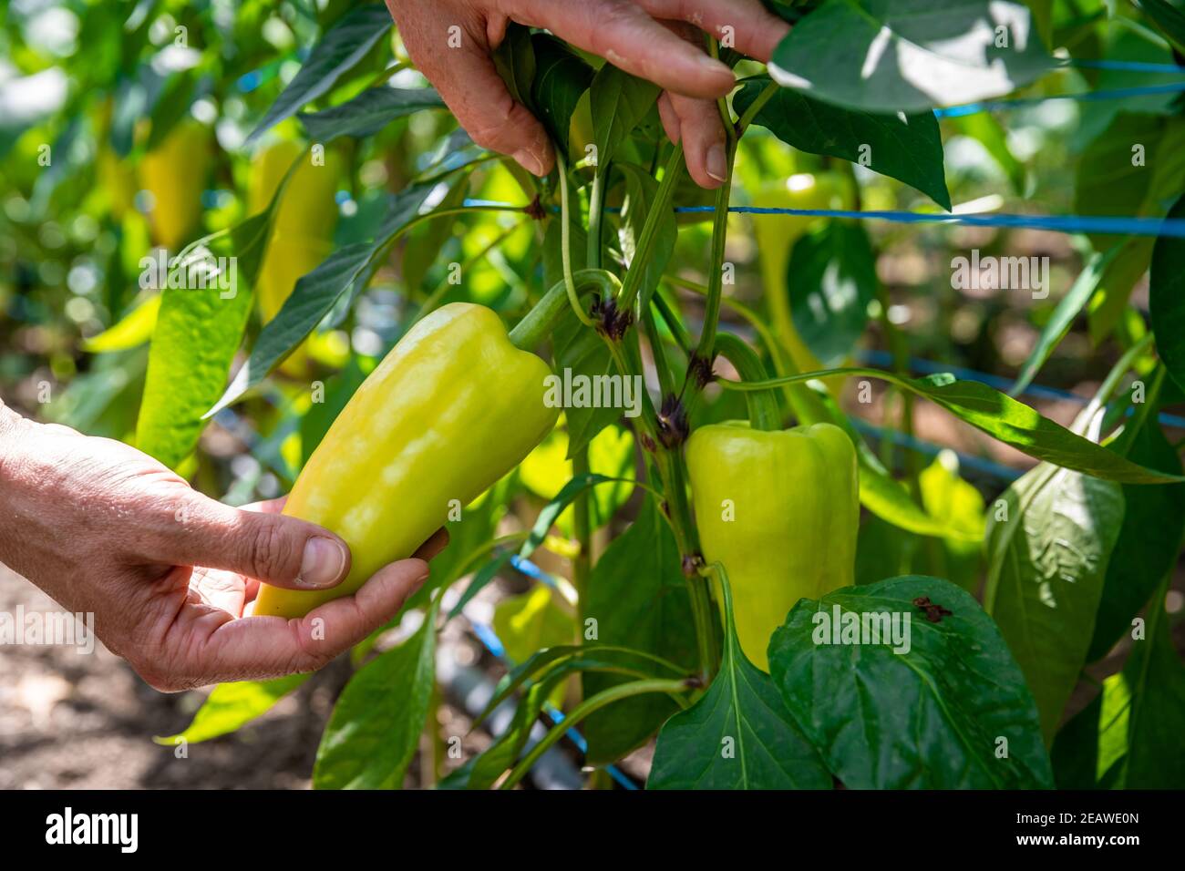yellow peppers grown in a greenhouse on an organic farm Stock Photo - Alamy