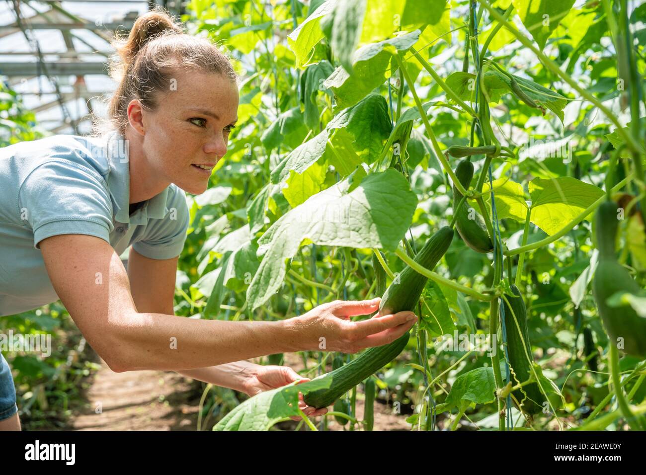 harvested cucumber on an organic farm in a greenhouse Stock Photo - Alamy