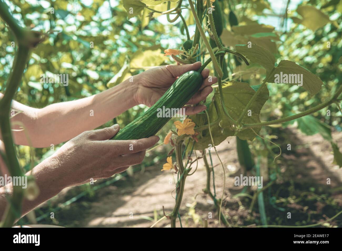 Cucumber organic hi-res stock photography and images - Alamy