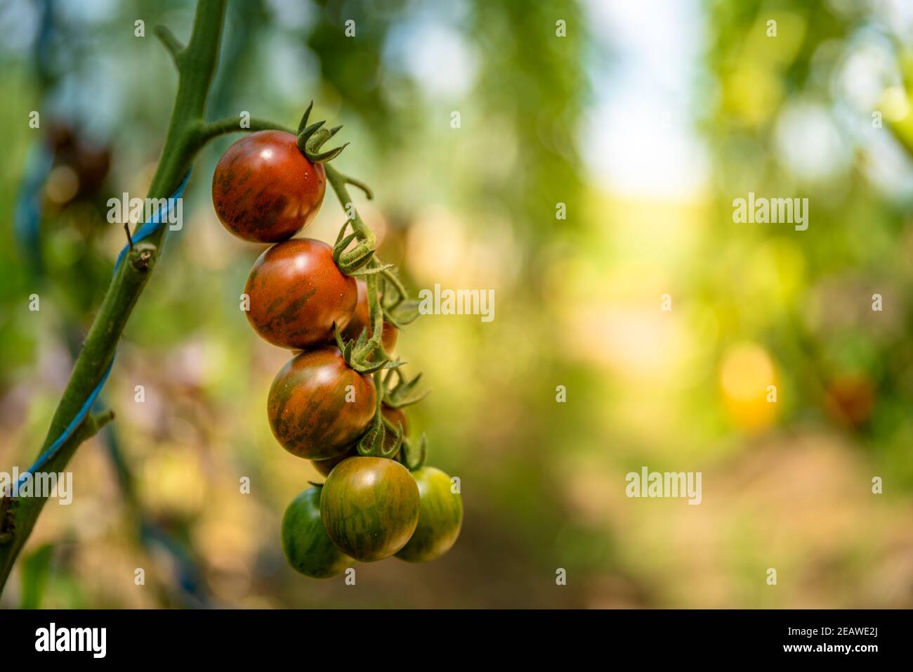 Organic ripe red fruit hi-res stock photography and images - Alamy