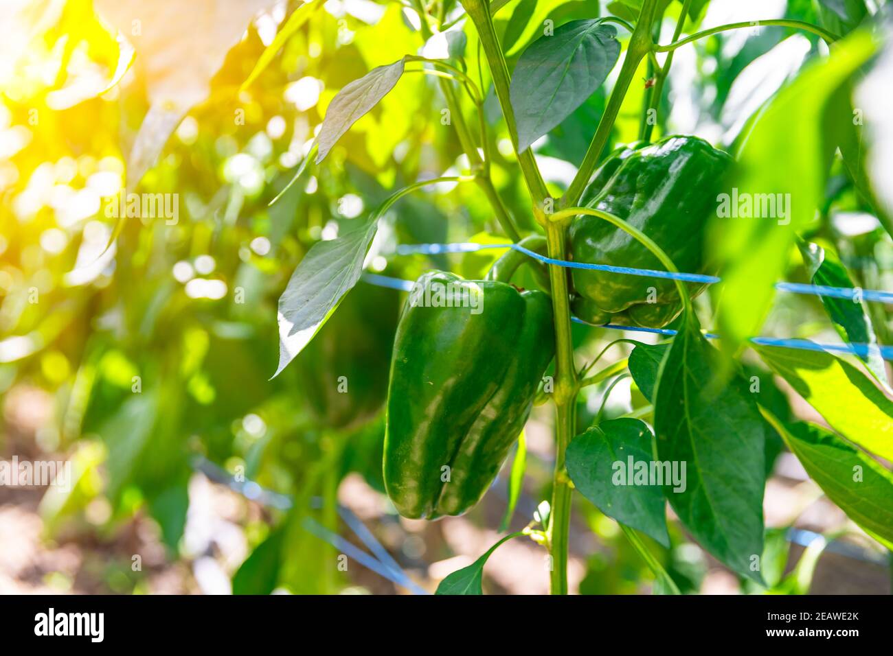 green peppers grown in a greenhouse on an organic farm Stock Photo - Alamy