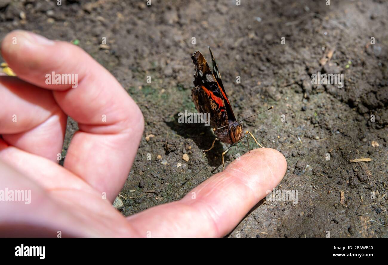 Hand butterfly hi-res stock photography and images - Alamy