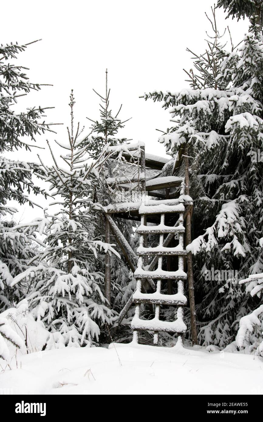 Stand of fir trees hi-res stock photography and images - Alamy