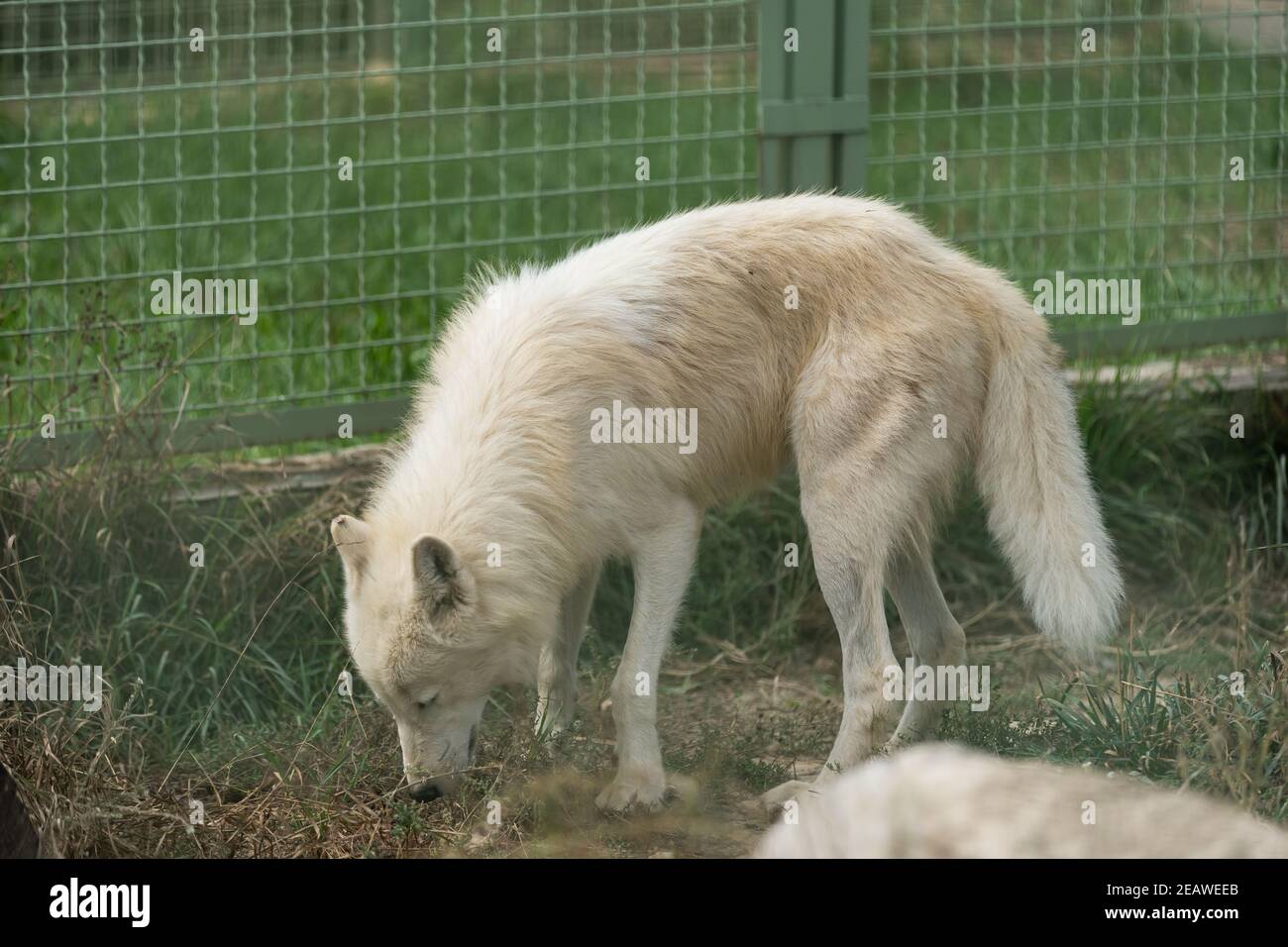 Arctic white wolf at the zoo Stock Photo - Alamy