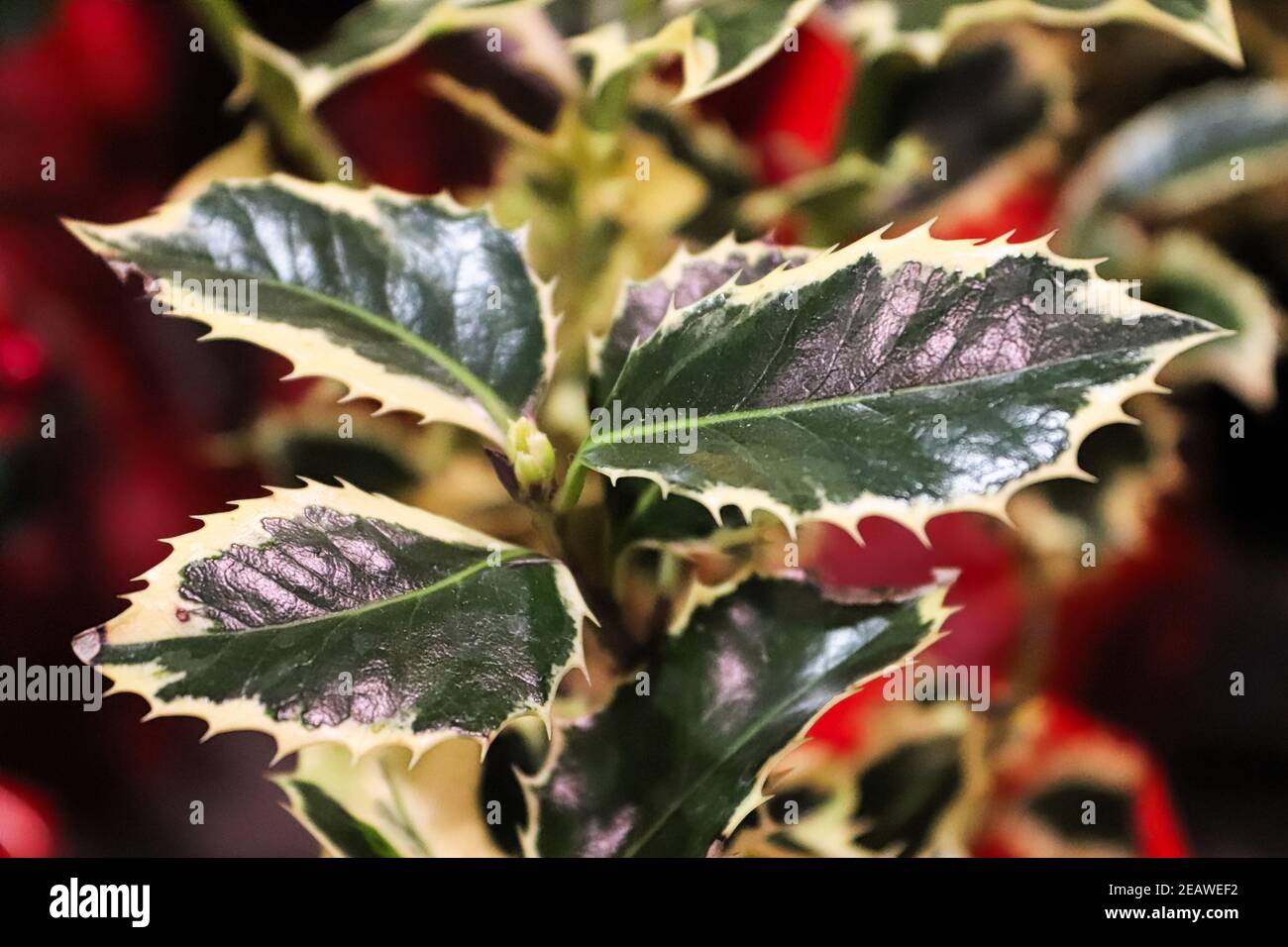 Variegated holly ilex aquifolium hi-res stock photography and images ...