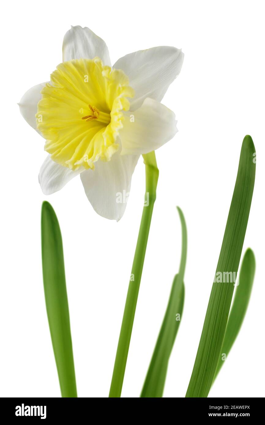 Early spring march season april springtime Cut Out Stock Images ...