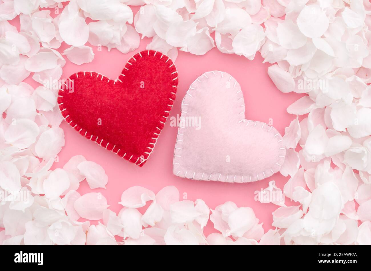 Valentines day card, two hearts on a pink background with white petals ...