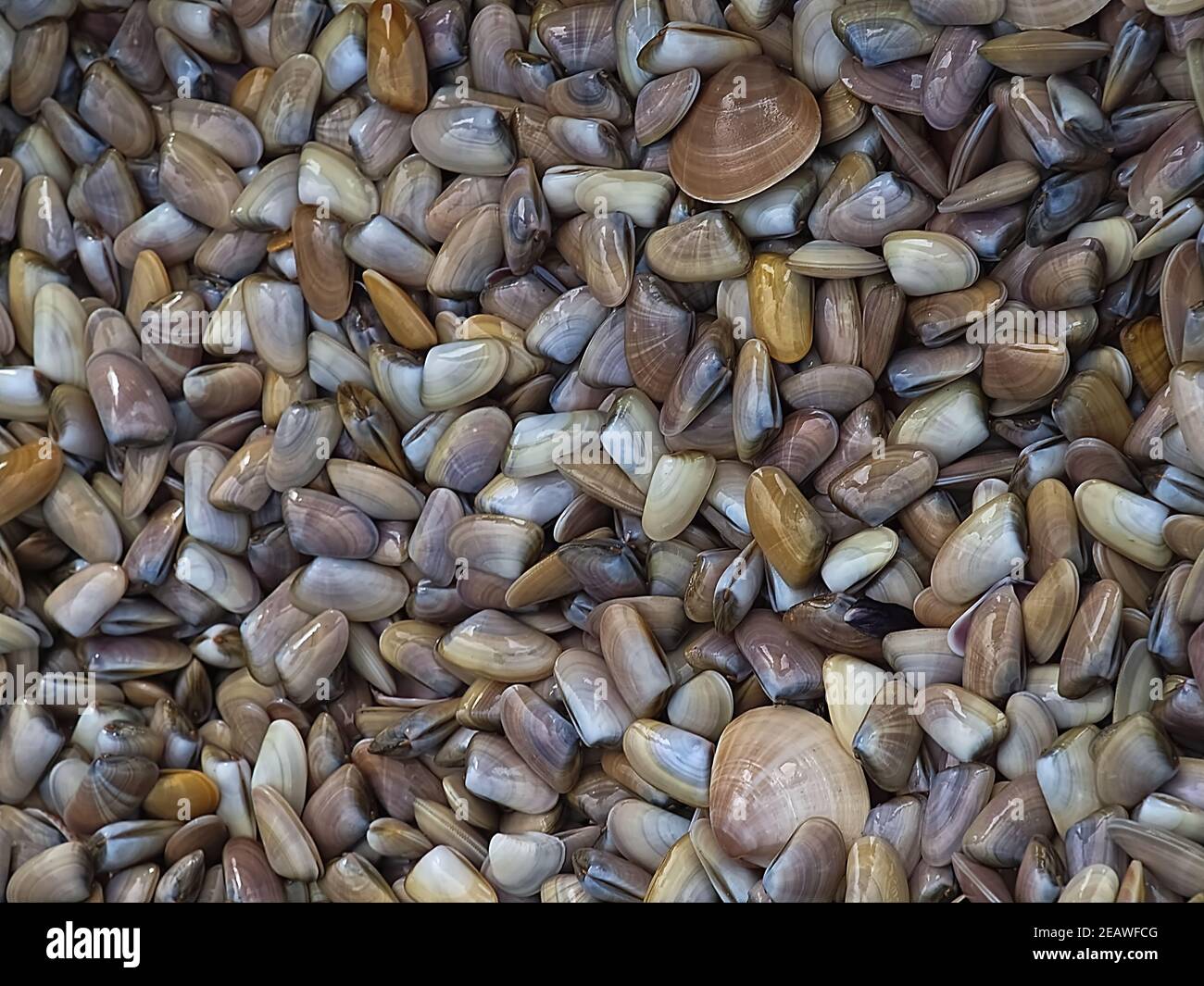 Pile Of Sea Shells High Resolution Stock Photography and Images - Alamy