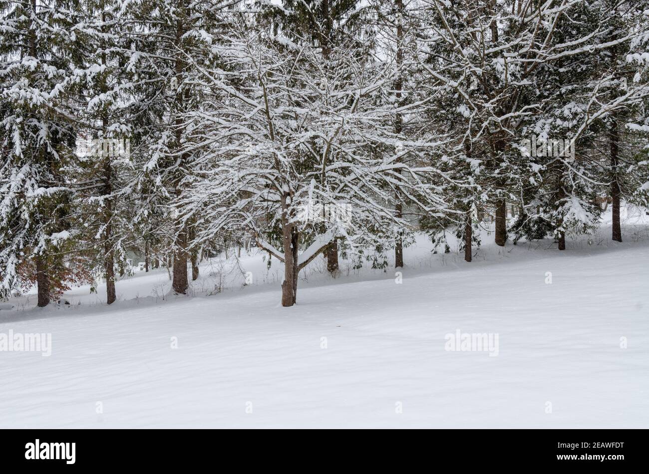 Snow covered apple tree after a blizzard Stock Photo - Alamy
