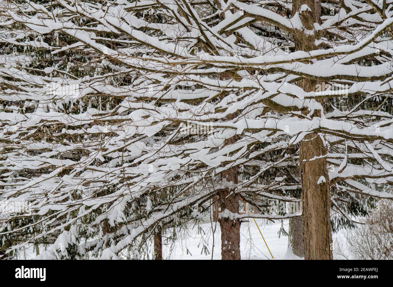 Deciduous tree branches hi-res stock photography and images - Alamy