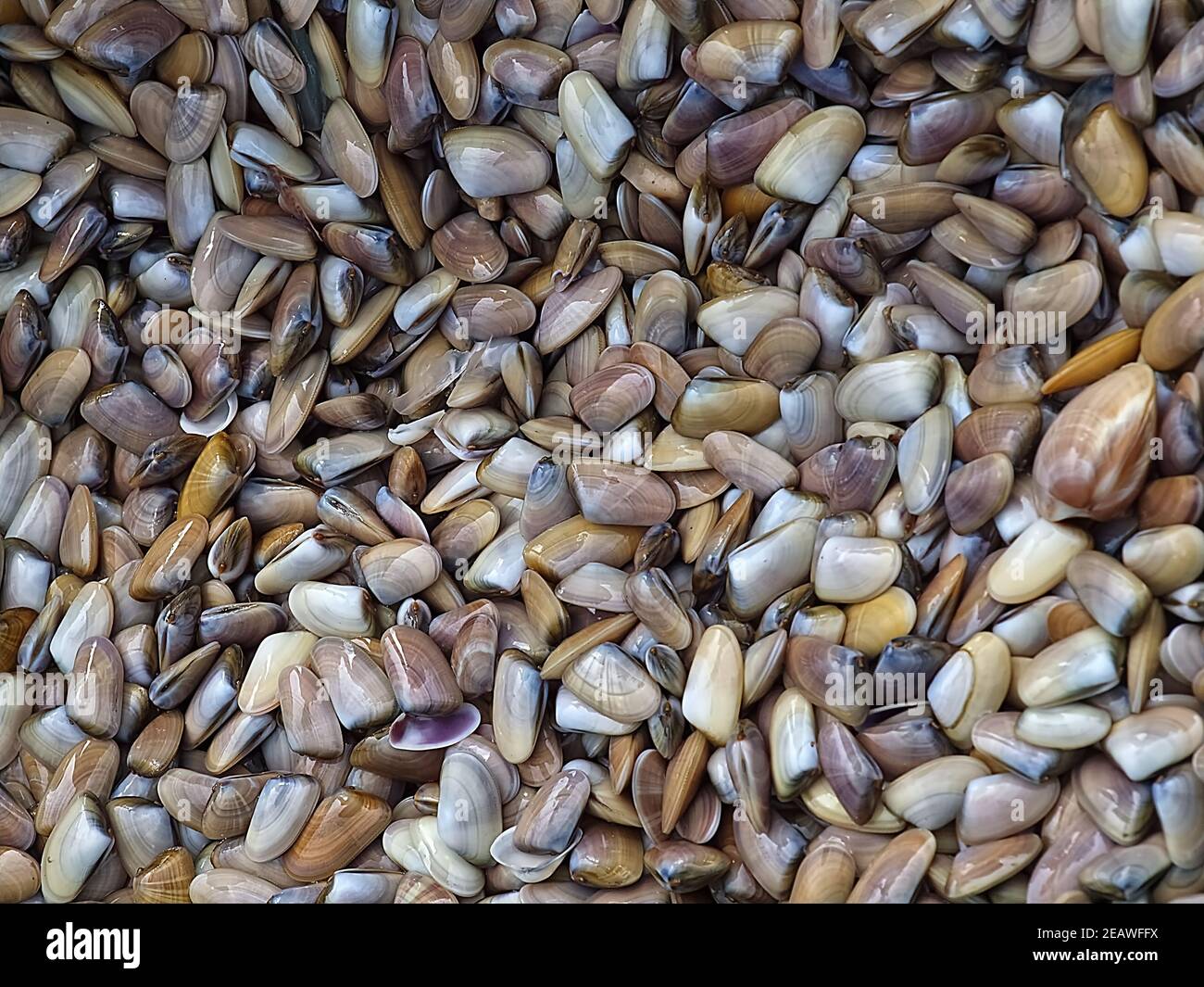 Wet sea shells hi-res stock photography and images - Alamy