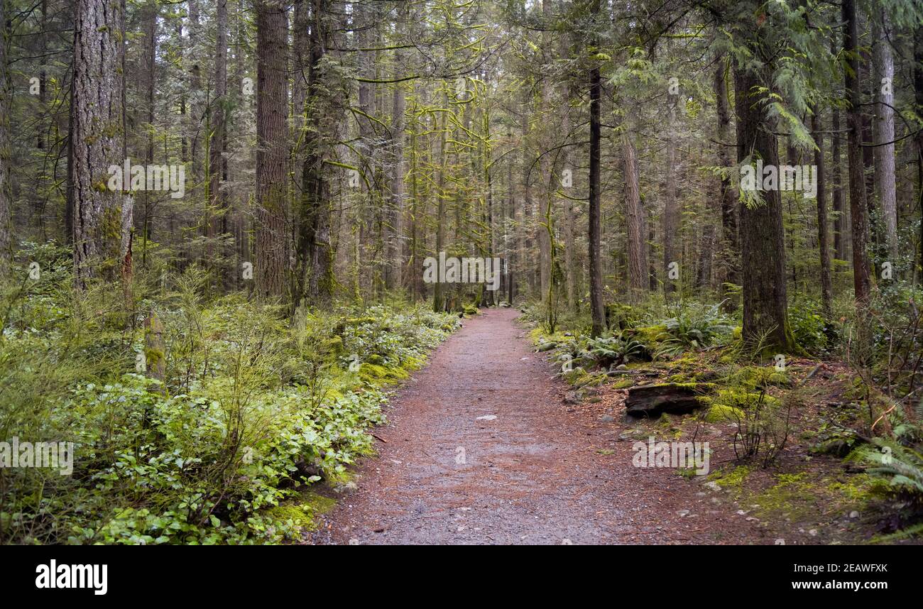 Canadian Forest View Stock Photo - Alamy