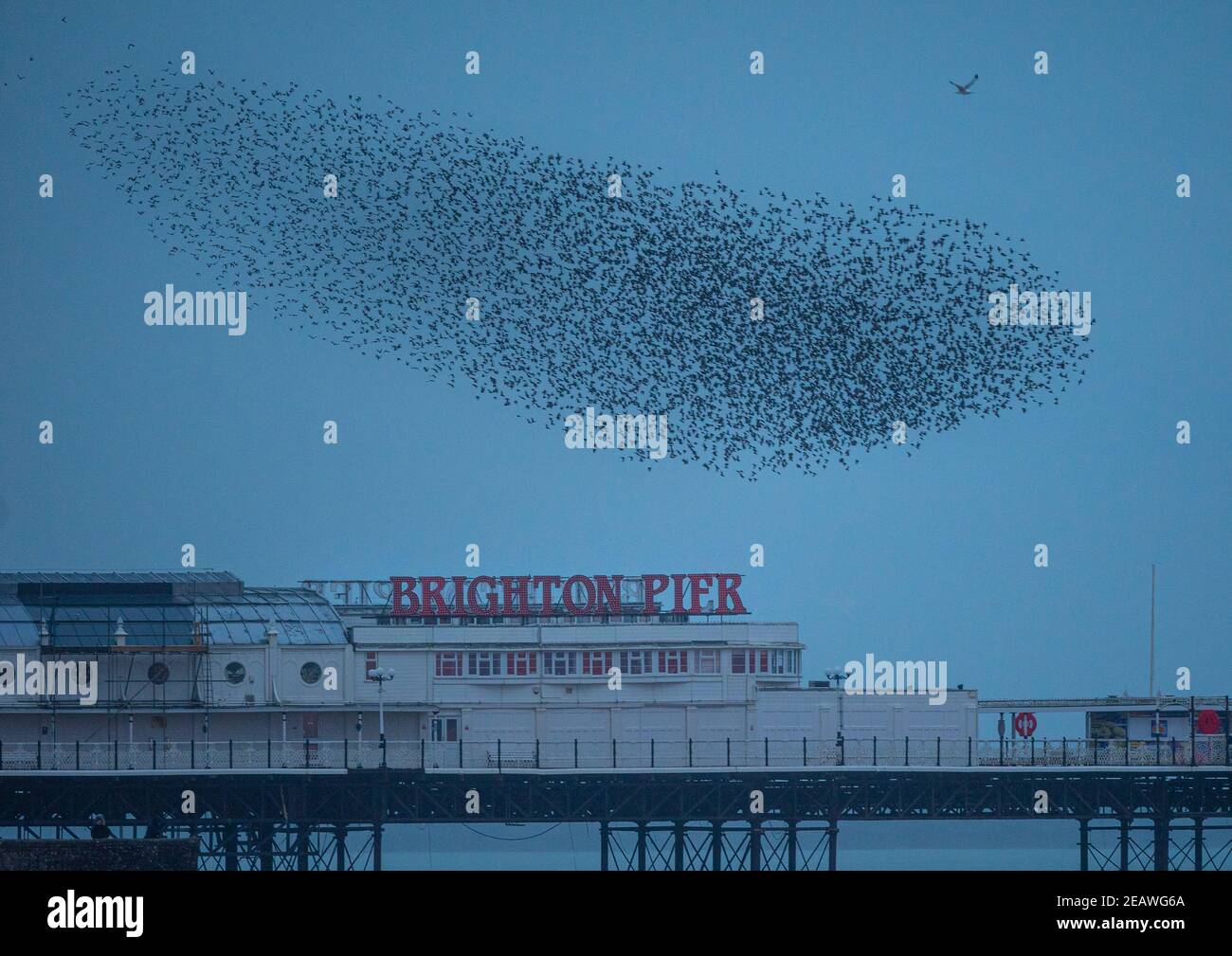 Brighton pier starling birds hi-res stock photography and images - Alamy