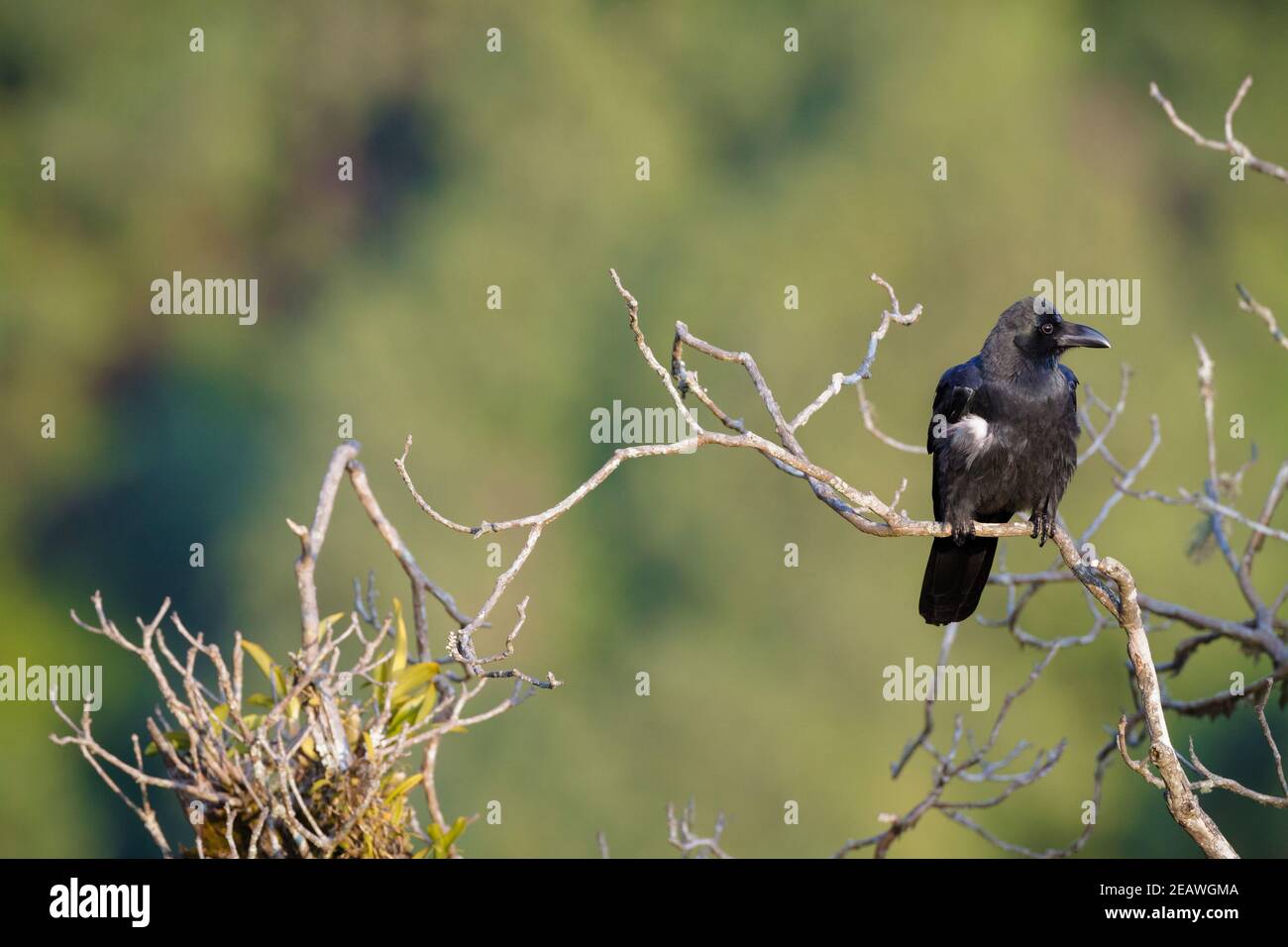 Large-billed Crow (Corvus macrorhynchos) perched on branch. Himalayan ...