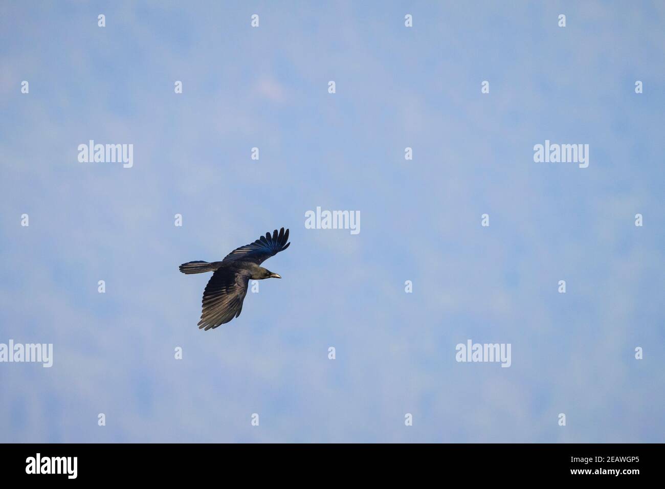 Large-billed Crow (Corvus macrorhynchos) on flight. Himalayan foothills ...