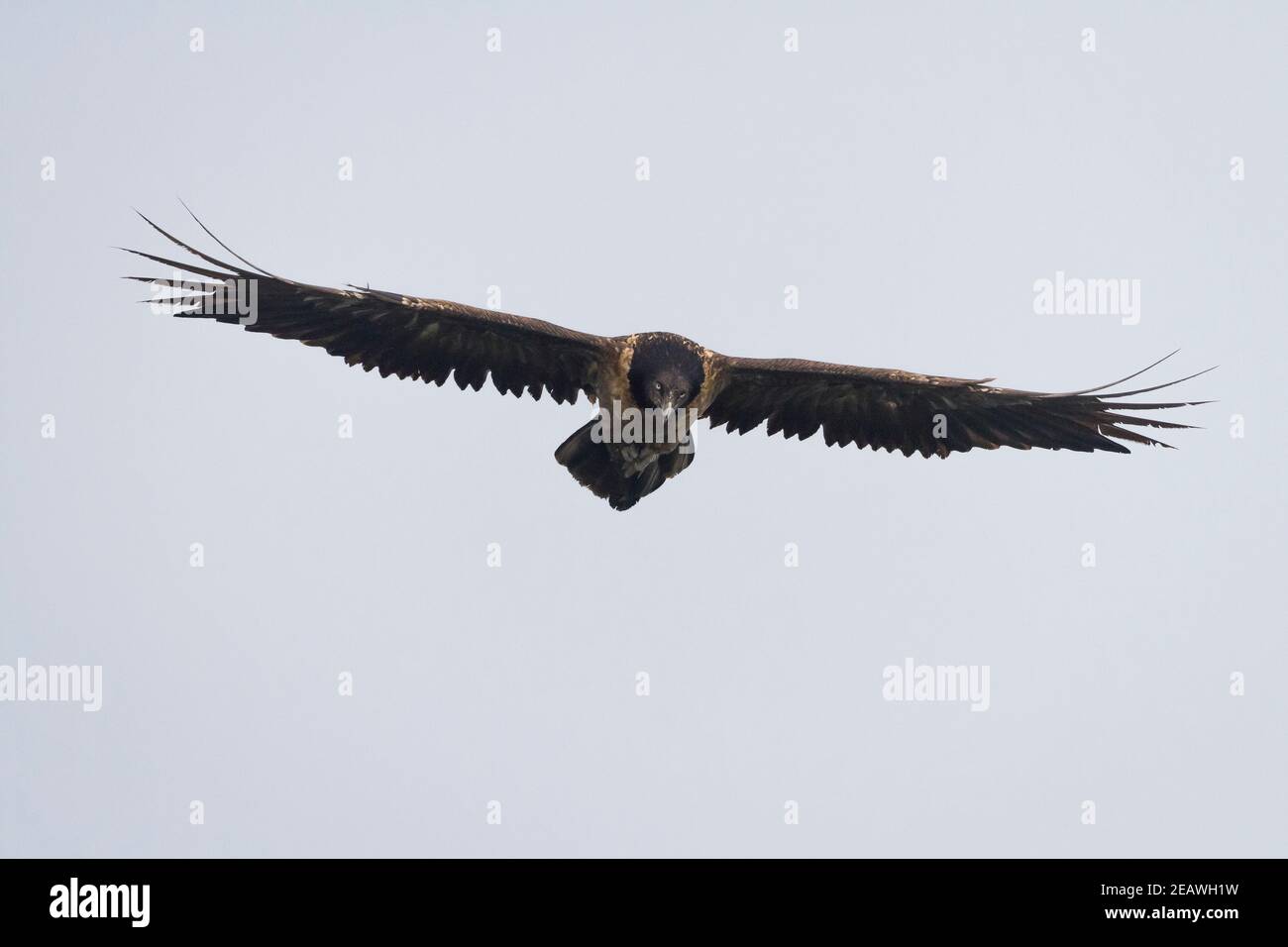 Juvenile Bearded Vulture (Gypaetus barbatus) in flight. Nepal Stock ...