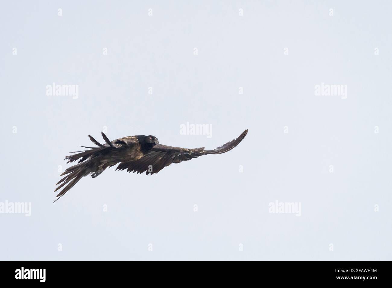 Juvenile Bearded Vulture (Gypaetus barbatus) in flight. Nepal Stock ...