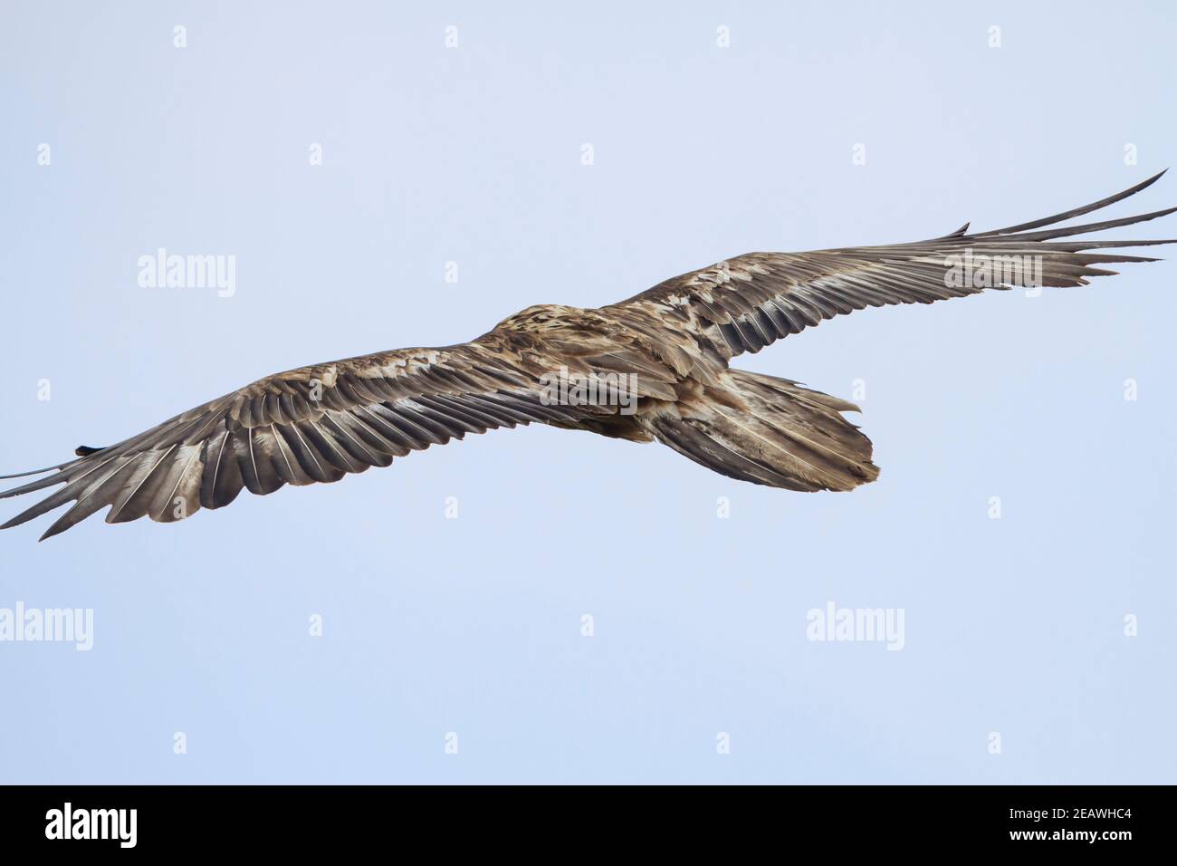 Juvenile Bearded Vulture (Gypaetus barbatus) in flight. Nepal Stock ...