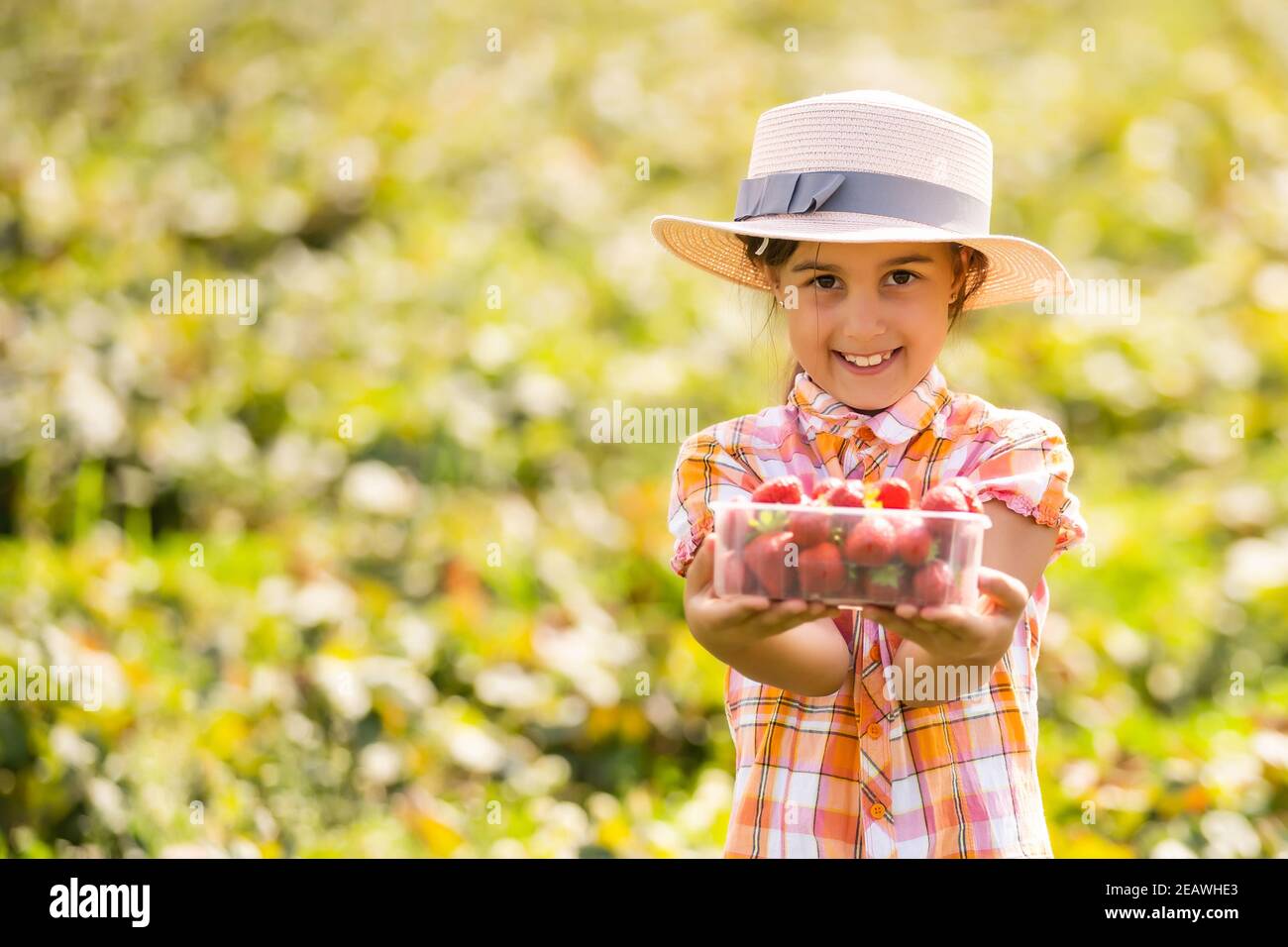 little girl picking strawberries in the field Stock Photo - Alamy