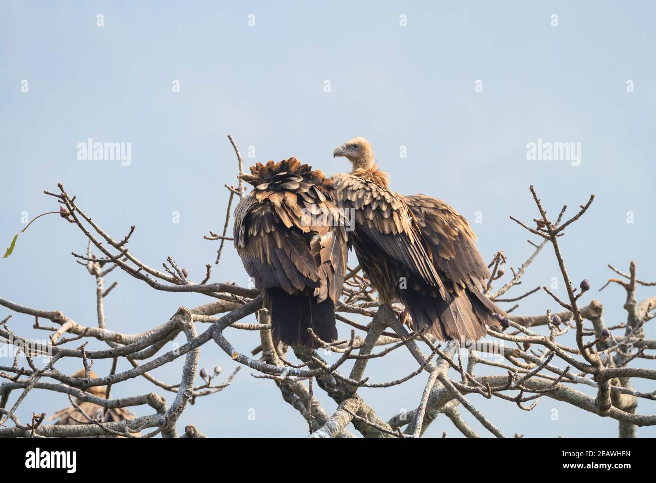 Gyps Himalayensis Nepal High Resolution Stock Photography and Images ...