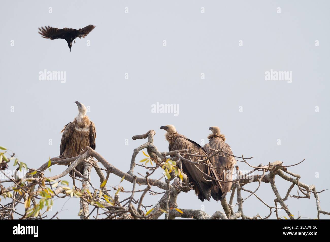 Gyps Himalayensis Nepal High Resolution Stock Photography and Images ...