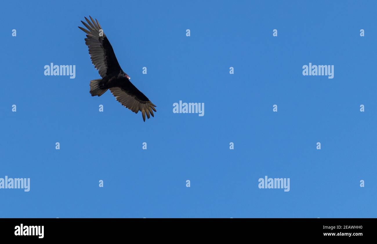 Low angle shot of a black eagle flying with fully-opened wings in the clear sky Stock Photo - Alamy