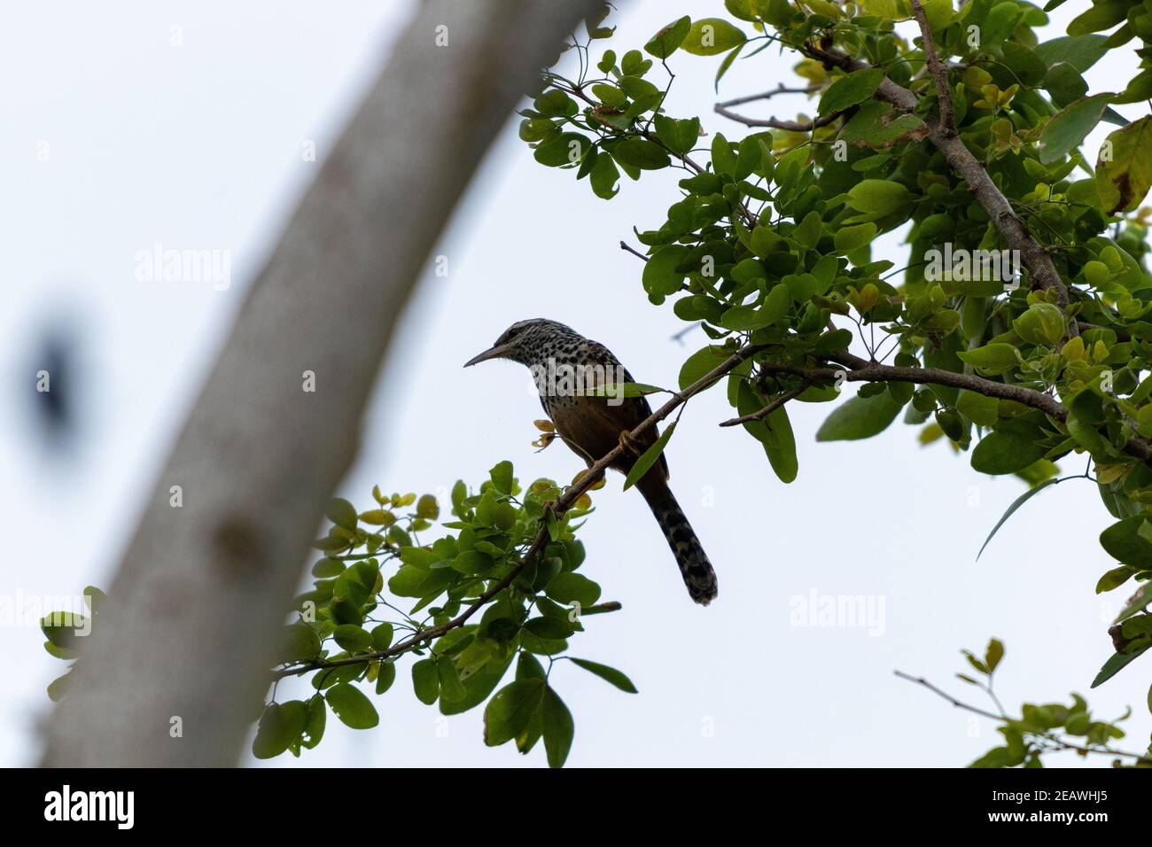 Low angle shot of a bird with black and white dots on its feathers ...