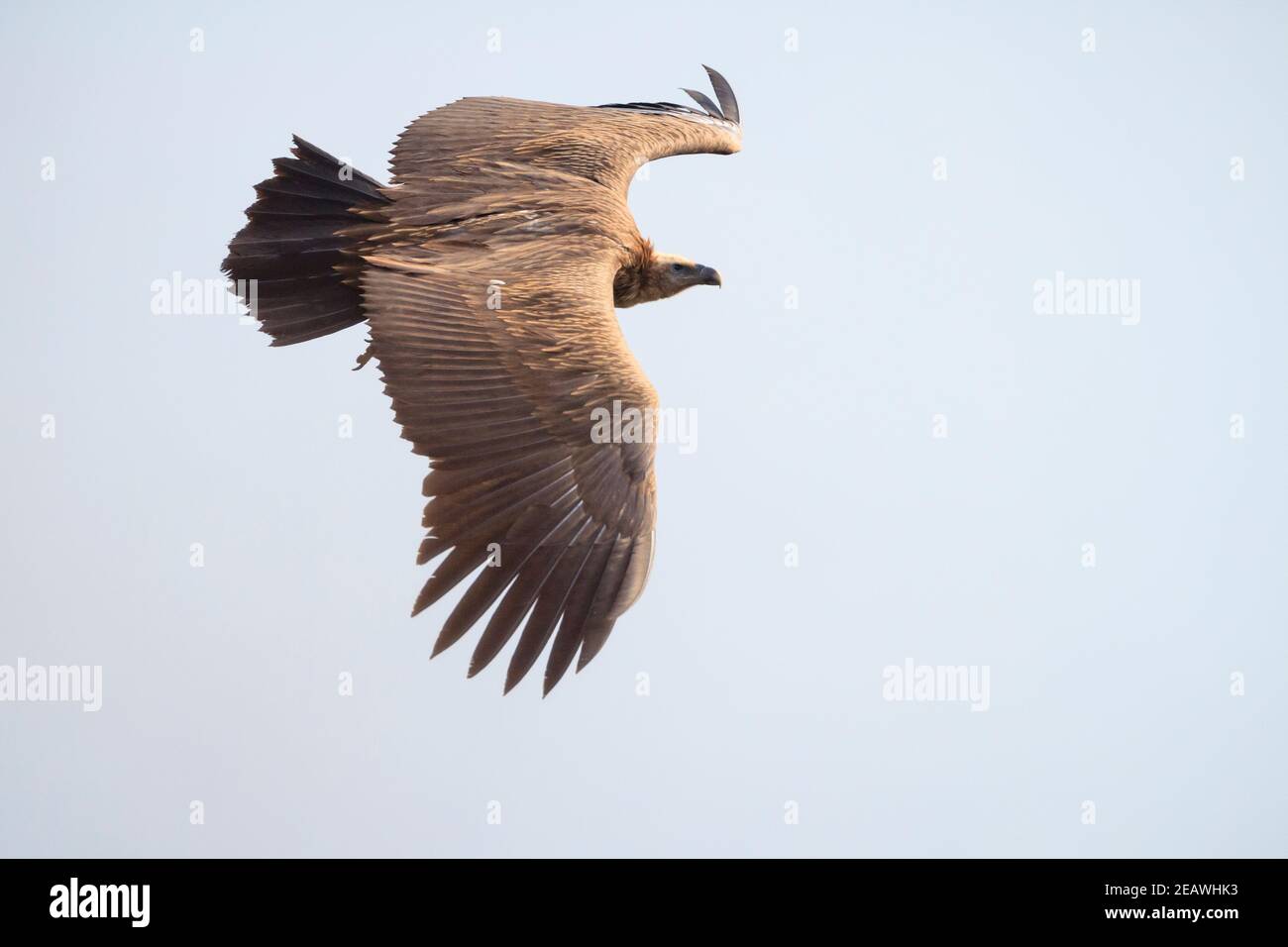 Gyps himalayensis nepal hi-res stock photography and images - Alamy