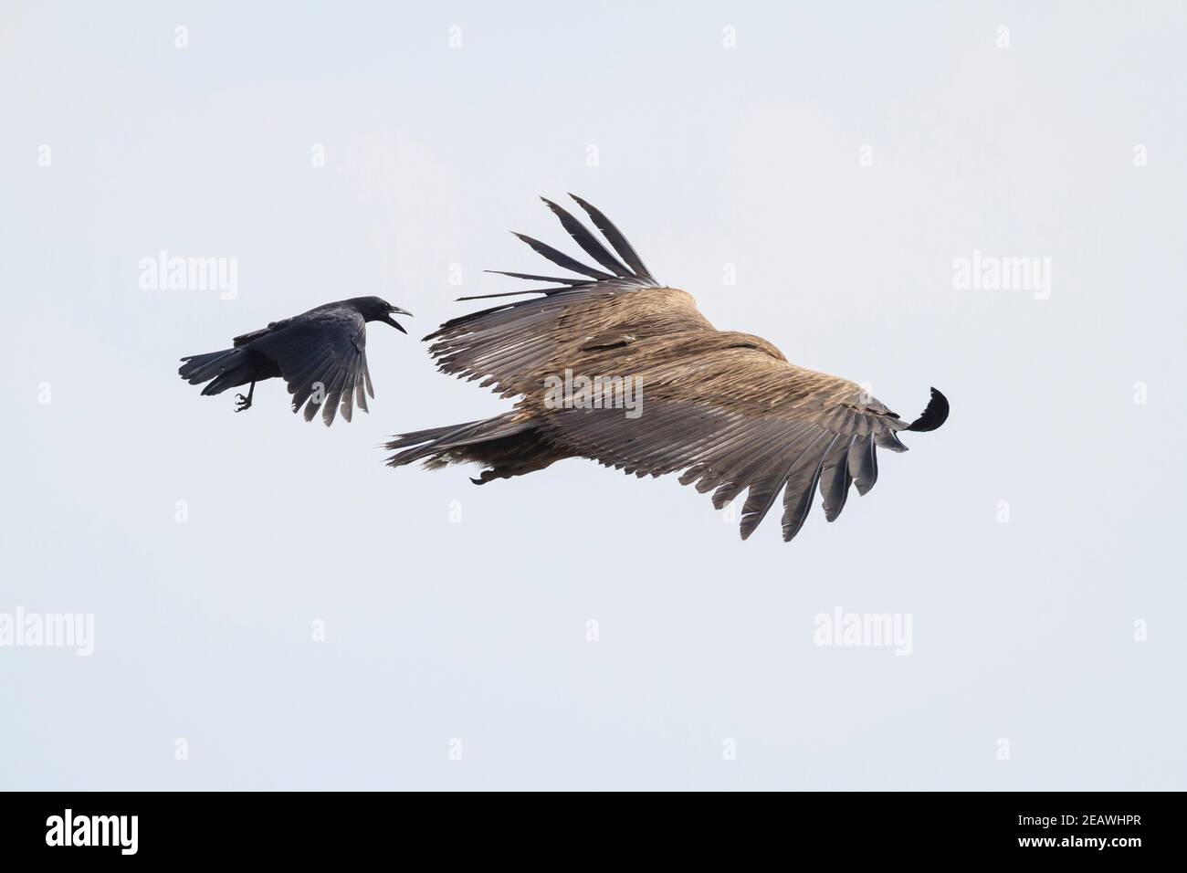 A Large-billed Crow (Corvus macrorhynchos) chases a juvenile Himalayan ...