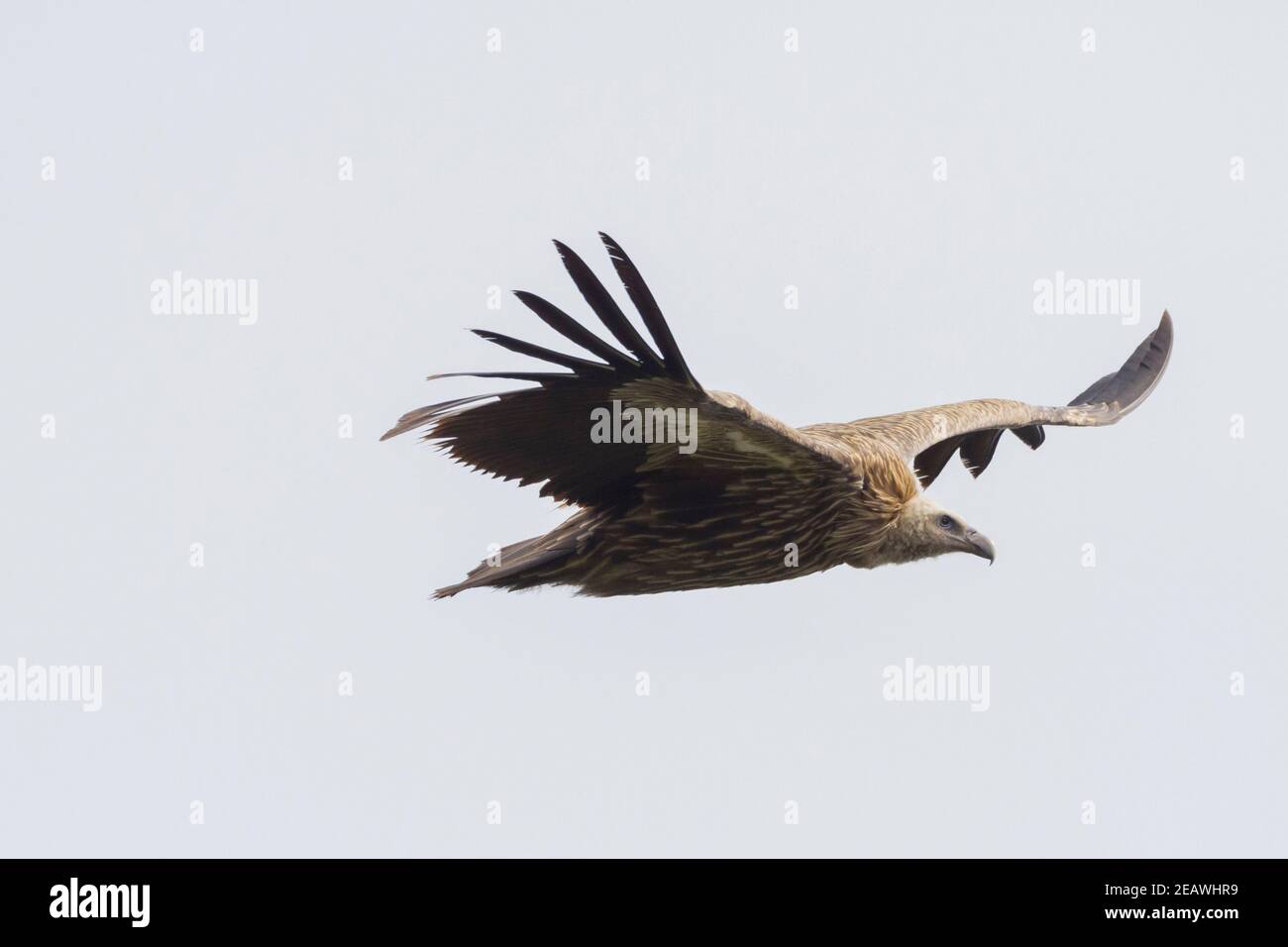 Himalayan vulture in flight hi-res stock photography and images - Alamy