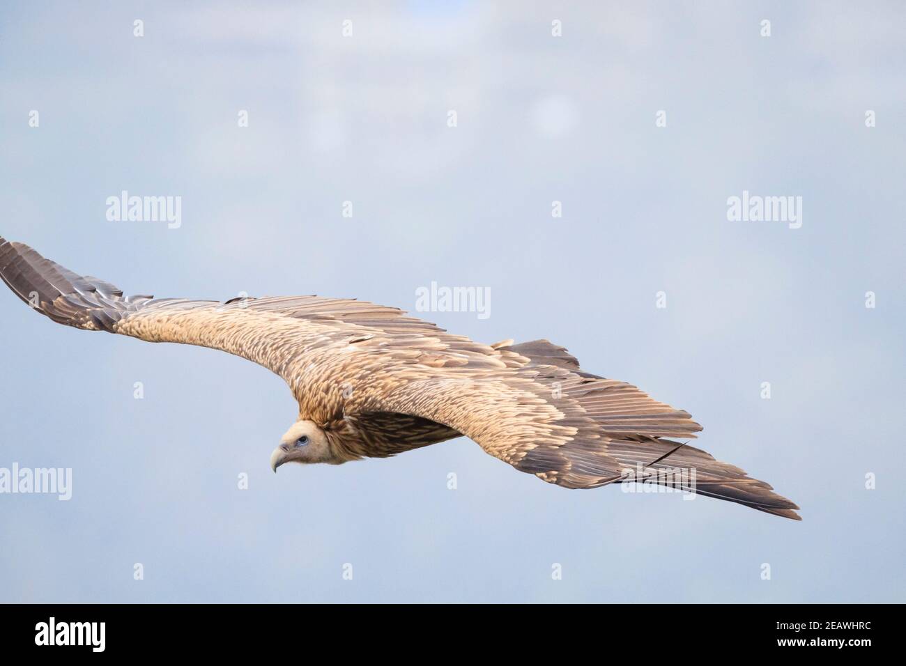 Gyps himalayensis portrait hi-res stock photography and images - Alamy